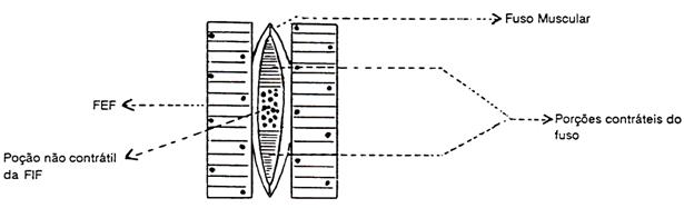As concepções do balé como possível recurso terapêutico na fisioterapia ...