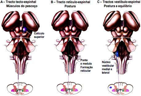 As concepções do balé como possível recurso terapêutico na fisioterapia ...