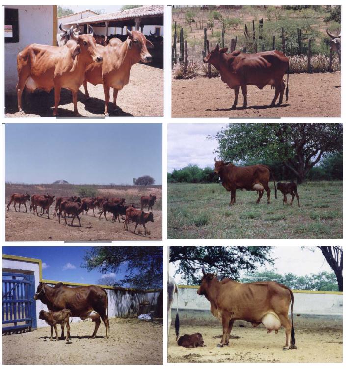 Raça Sindi: uma opção na produção de leitepara o semi-árido brasileiro ...