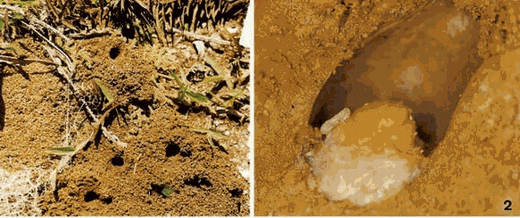 Bionomia de Monoeca xanthopyga Harter-Marques, Cunha & Moure ...