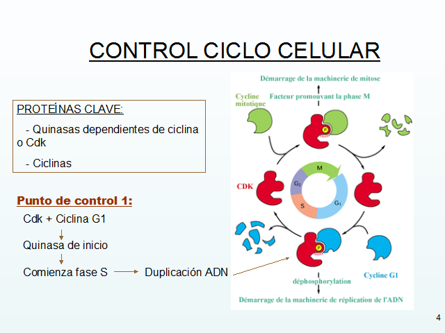 Puntos De Control Del Ciclo Celular Pdf - Consejos Celulares Puntos De Control Del Ciclo Celular Pdf - Consejos Celulares
