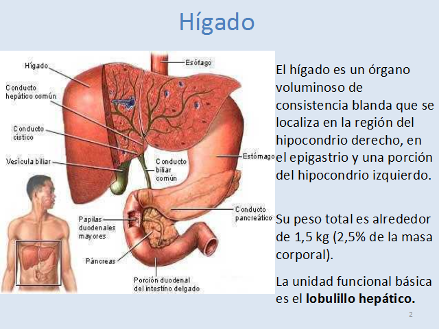 Hígado y vías biliares - Monografias.com Hígado y vías biliares - Monografias.com